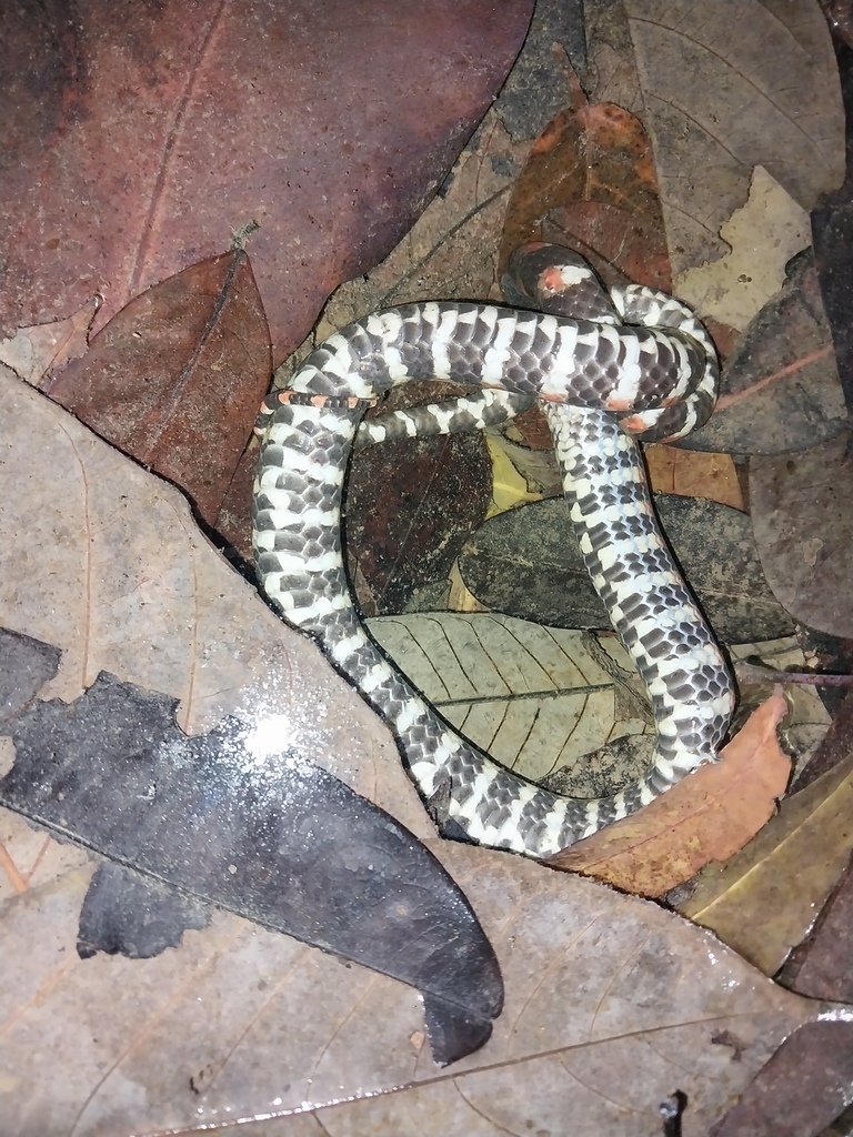 Marbled Swamp Eel from Sangre Grande Regional Corporation, Trinidad and ...