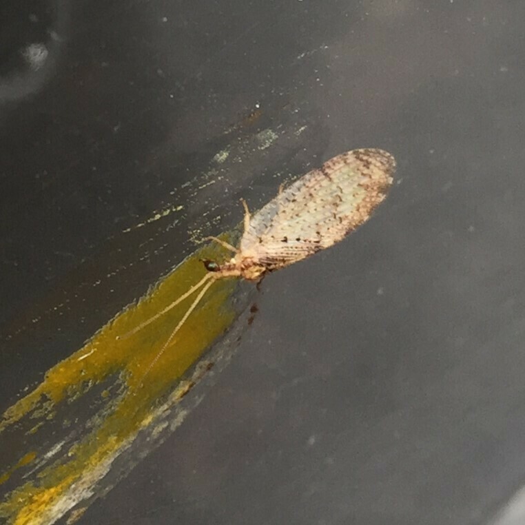 Hemerobius from Clearwater County, AB, Canada on July 27, 2019 at 10:13 ...