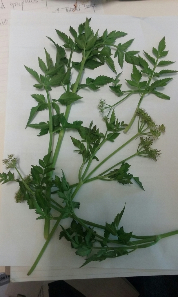 Java water-dropwort from 54 Gerald Street, Lincoln 7608, New Zealand on ...