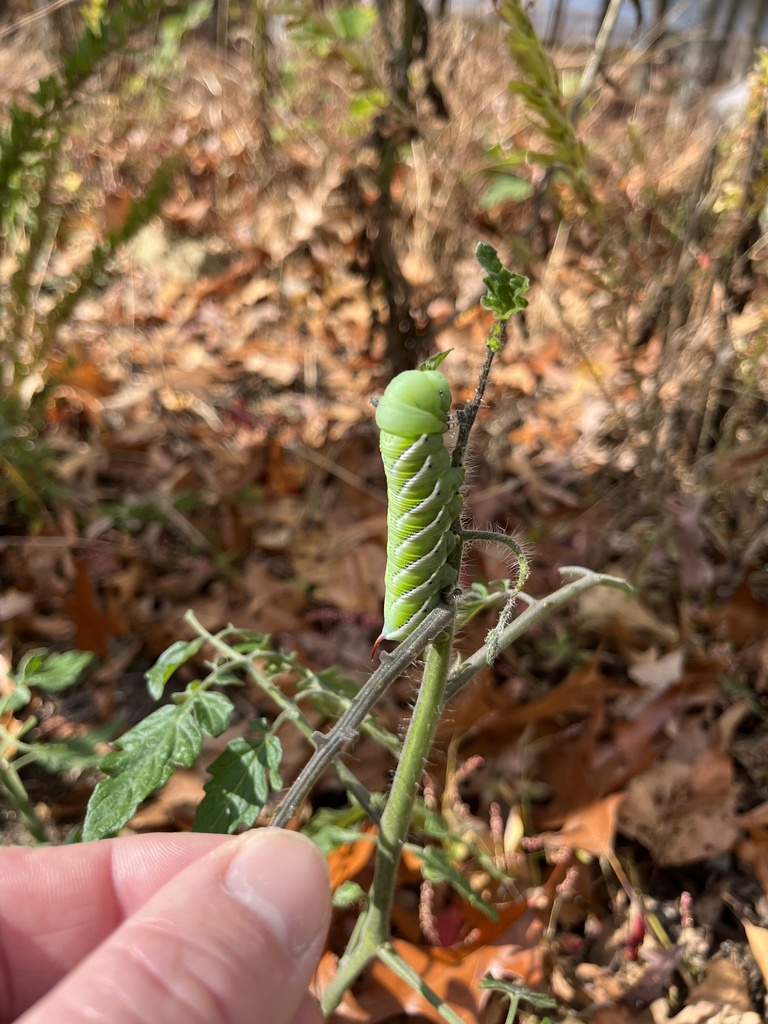 Carolina Sphinx from Bays Mountain Park, Kingsport, TN, US on October ...