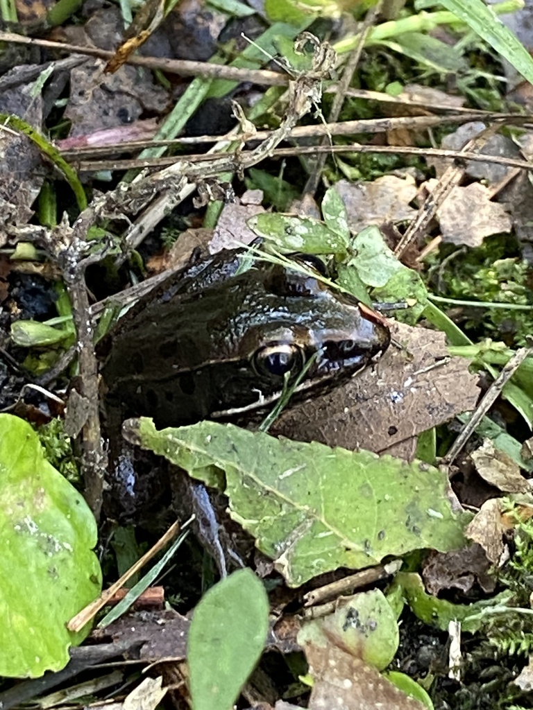 Southern Leopard Frog from Haymarket Ln, Wilmington, NC, US on October ...