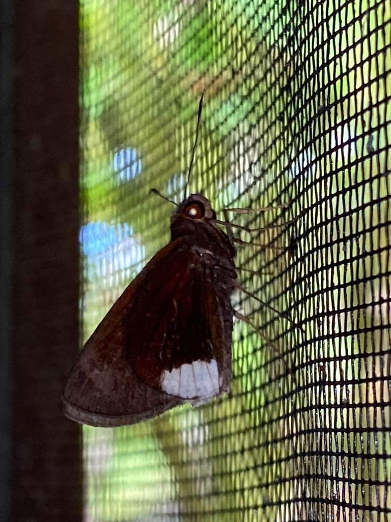 Cobalus virbius from San Pedrillo, Provincia de Puntarenas, Osa, Costa ...