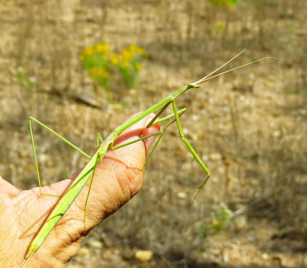 Northern Grass Mantis from Timberlake Biological Field Station, Mills ...