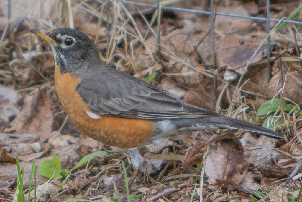 American Robin from Dale City, VA, USA on October 27, 2023 at 09:01 AM ...