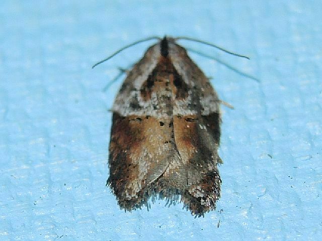 Robinson's Acleris Moth in October 2023 by privatenoaccess · iNaturalist
