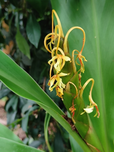 Hedychium muluense · iNaturalist
