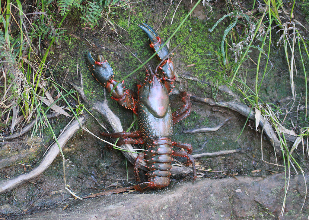 Giant Spiny Crayfish from Wentworth Falls NSW 2782, Australia on April ...