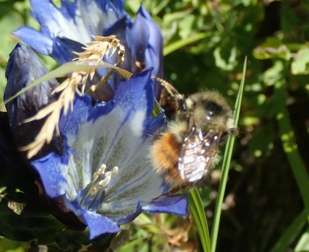 Forest Bumble Bee from Whatcom County, WA, USA on August 2, 2023 at 11: ...
