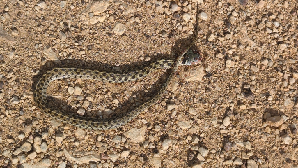 Checkered Garter Snake from Dunlay, TX 78861, USA on October 29, 2023 ...