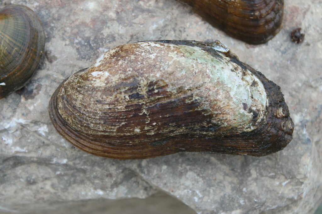 Fluted Kidneyshell in October 2023 by Dominic. Another one seen ...