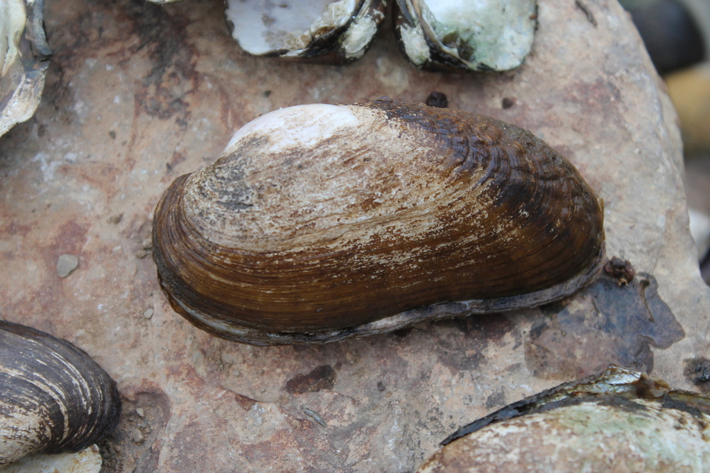 Fluted Kidneyshell in October 2023 by Dominic. I think. Found two ...