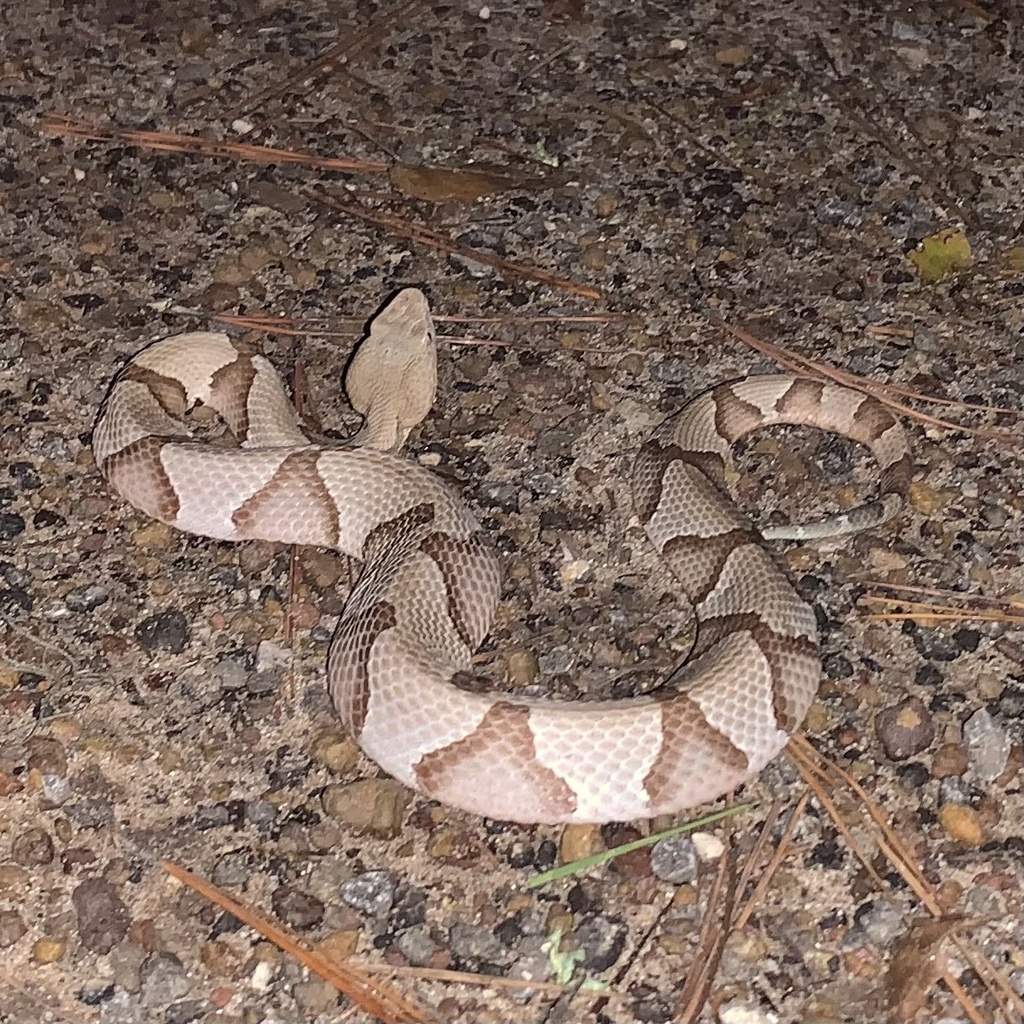 Eastern Copperhead in October 2023 by Mila Turov · iNaturalist