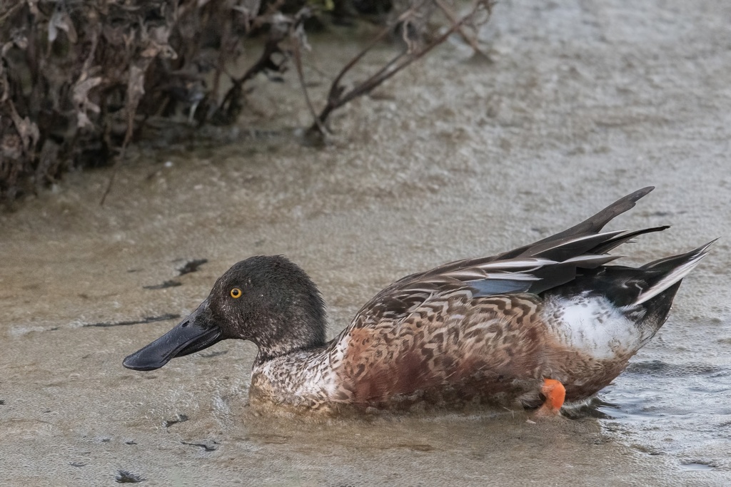Northern Shoveler from Leonabelle Turnbull on October 28, 2023 at 06:41 ...
