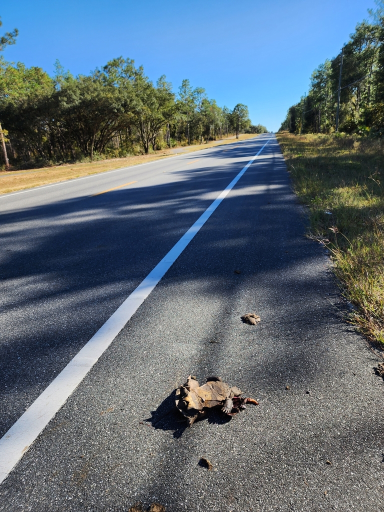 Gopher Tortoise in October 2023 by Scott Allen Davis · iNaturalist