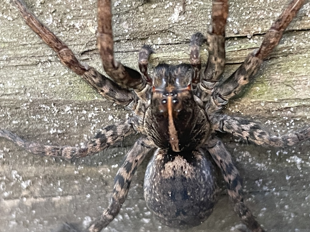Georgia Wolf Spider from North Carolina Aquariums, Kure Beach, NC, US ...
