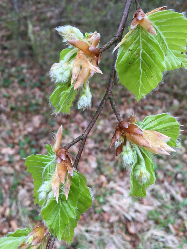 European beech from Jura-North Vaudois, Vaud, Switzerland on April 8 ...