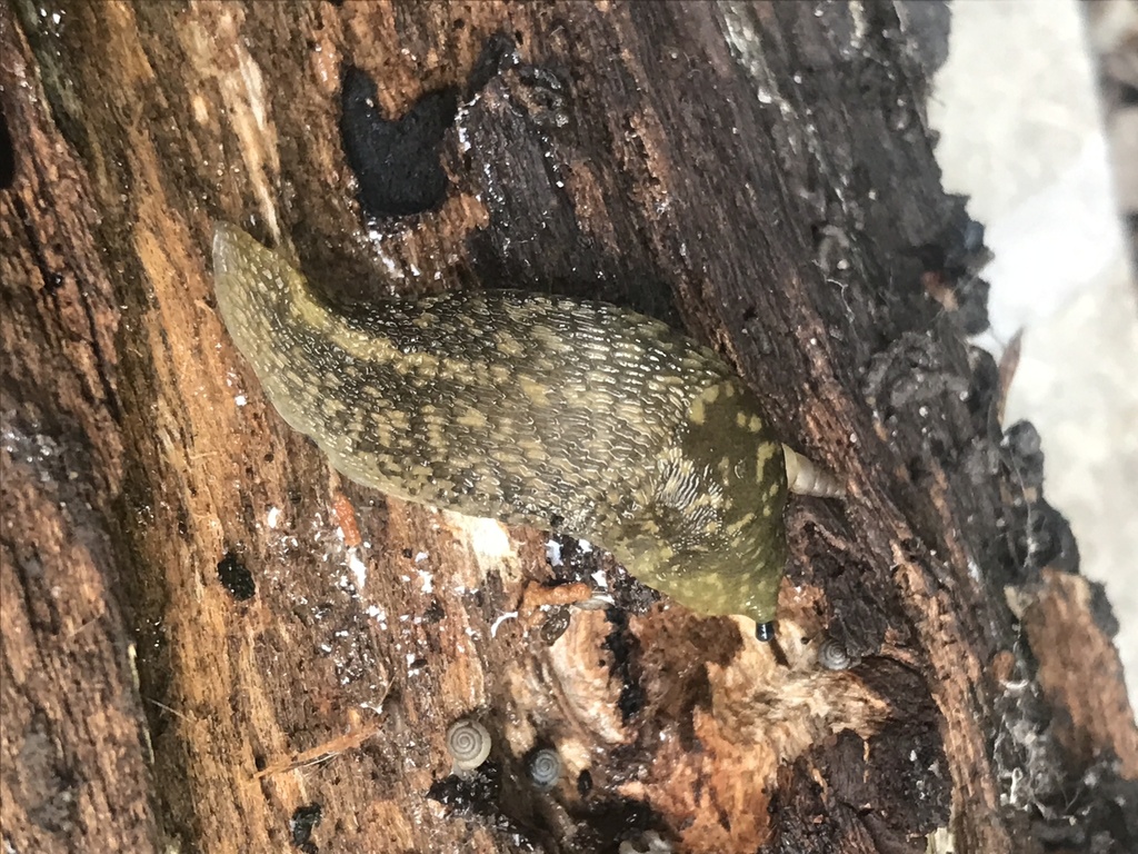 Yellow Cellar Slug from Rosario, Santa Fe, Argentina on October 29 ...