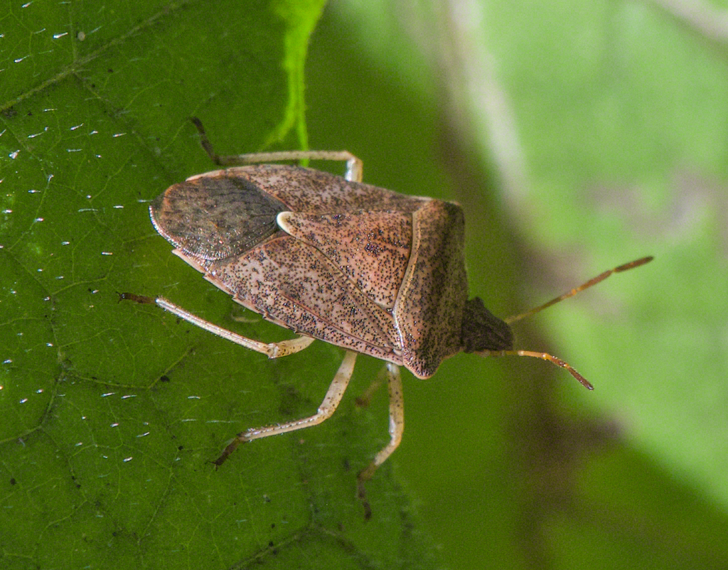 Brown Stink Bug from Powhatan County, VA, USA on October 29, 2023 at 04 ...
