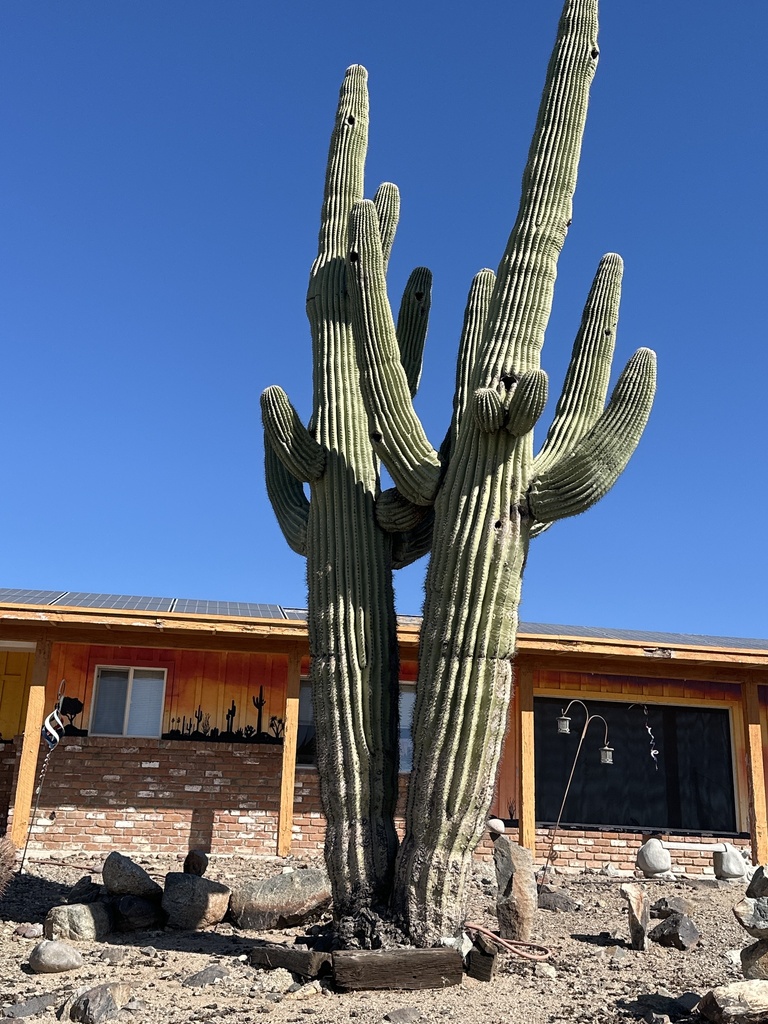 saguaro from E Camino del Santo, Phoenix, AZ, US on October 29, 2023 at ...