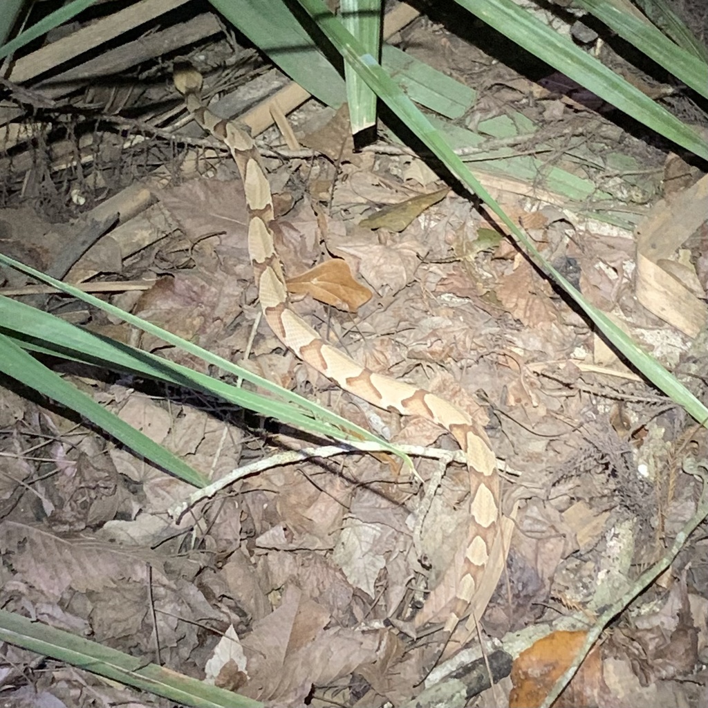Eastern Copperhead in October 2023 by Mila Turov · iNaturalist