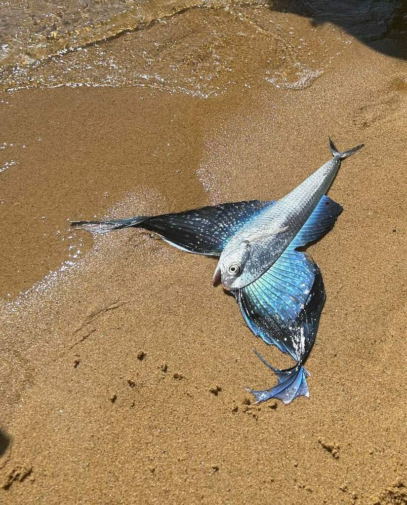 Southern Fanfish from Tata beach, Golden Bay on October 21, 2023 at 09: ...