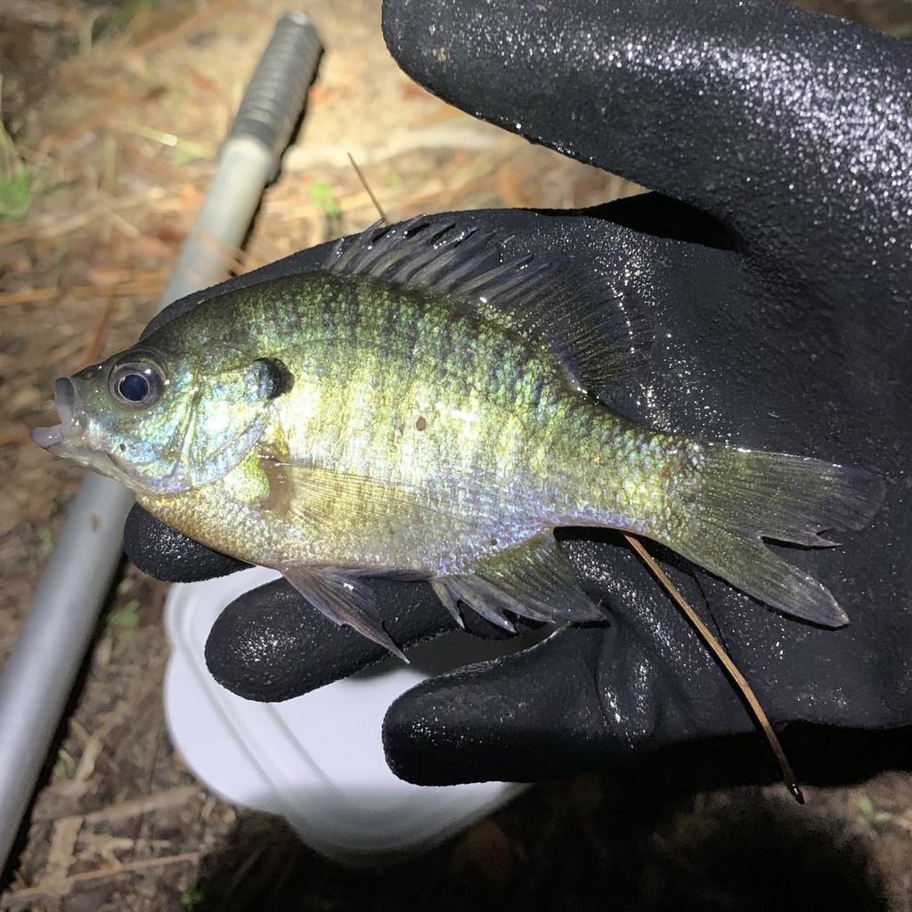 Bluegill from Camp Strake Rd, Conroe, TX, US on October 28, 2023 at 09: ...