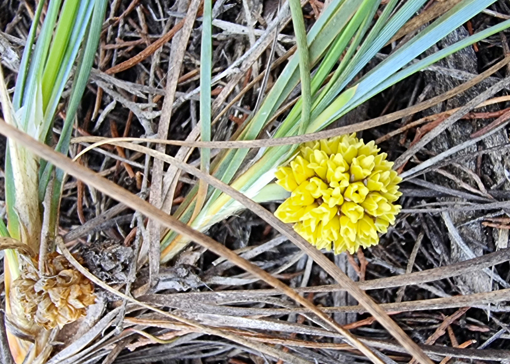 Pale Mat-rush from Ngarkat SA 5302, Australia on October 7, 2023 at 12: ...