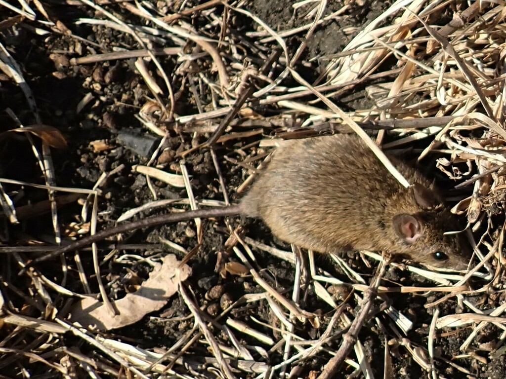 Southern Multimammate Mouse from Gert Sibande District Municipality ...
