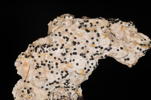 Genus Pseudopyrenula · iNaturalist