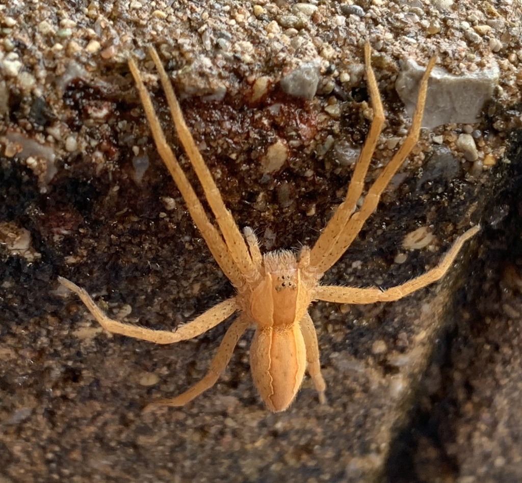 American Nursery Web Spider from Diagonal Rd, LaGrange, OH, US on ...