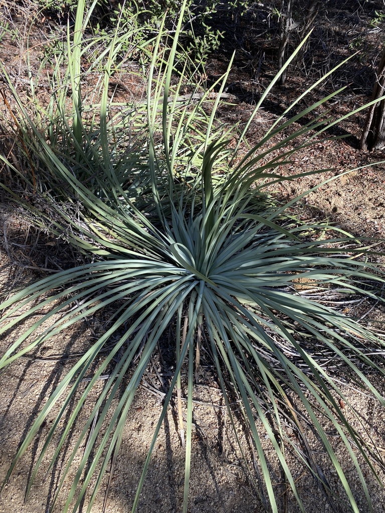 chaparral yucca from Agua Tibia Wilderness, Aguanga, CA, US on October ...