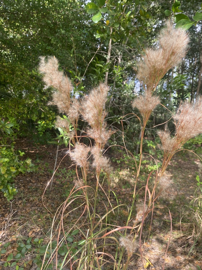 Bushy Bluestem from Amelia Earhart Park, Hialeah, FL, US on October 29 ...