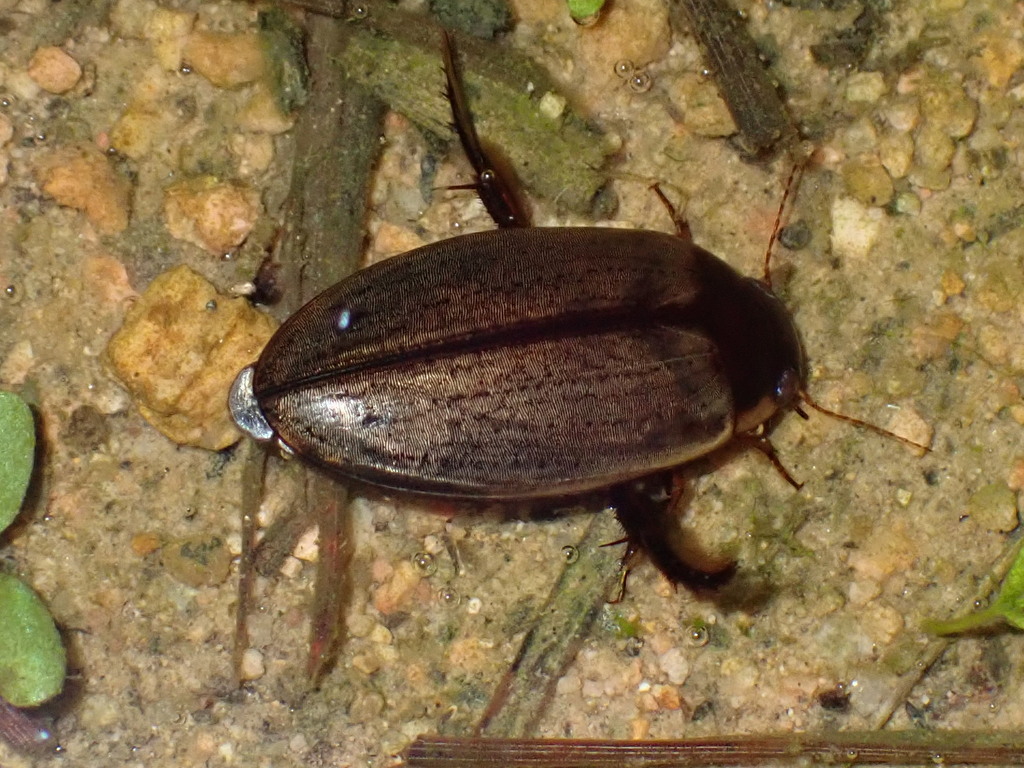 large-grooved diving beetle from Córdoba, España on October 29, 2023 at ...