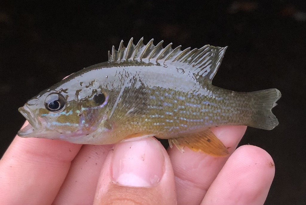 Green Sunfish in October 2023 by Jacob · iNaturalist