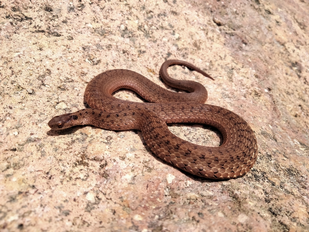 Mexican Brown Snake from 90824 Tlax., México on August 17, 2022 at 12: ...