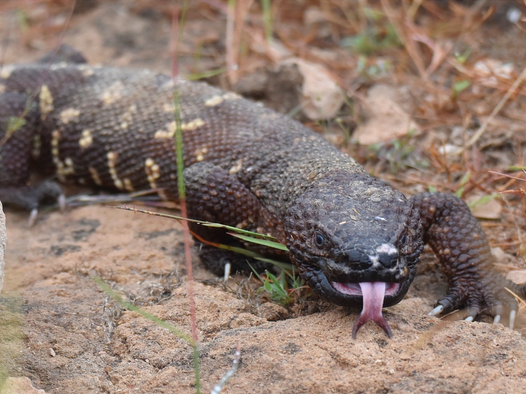 Beaded Lizard in October 2023 by josepineda · iNaturalist
