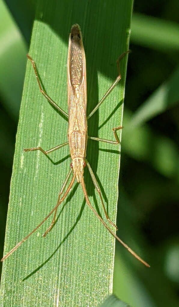 Long Broad-headed Bug from Swan Vale NSW 2370, Australia on October 28 ...