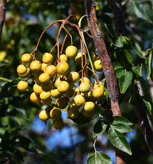 Chinaberry from Palm Springs, CA, USA on October 29, 2023 at 02:30 PM ...