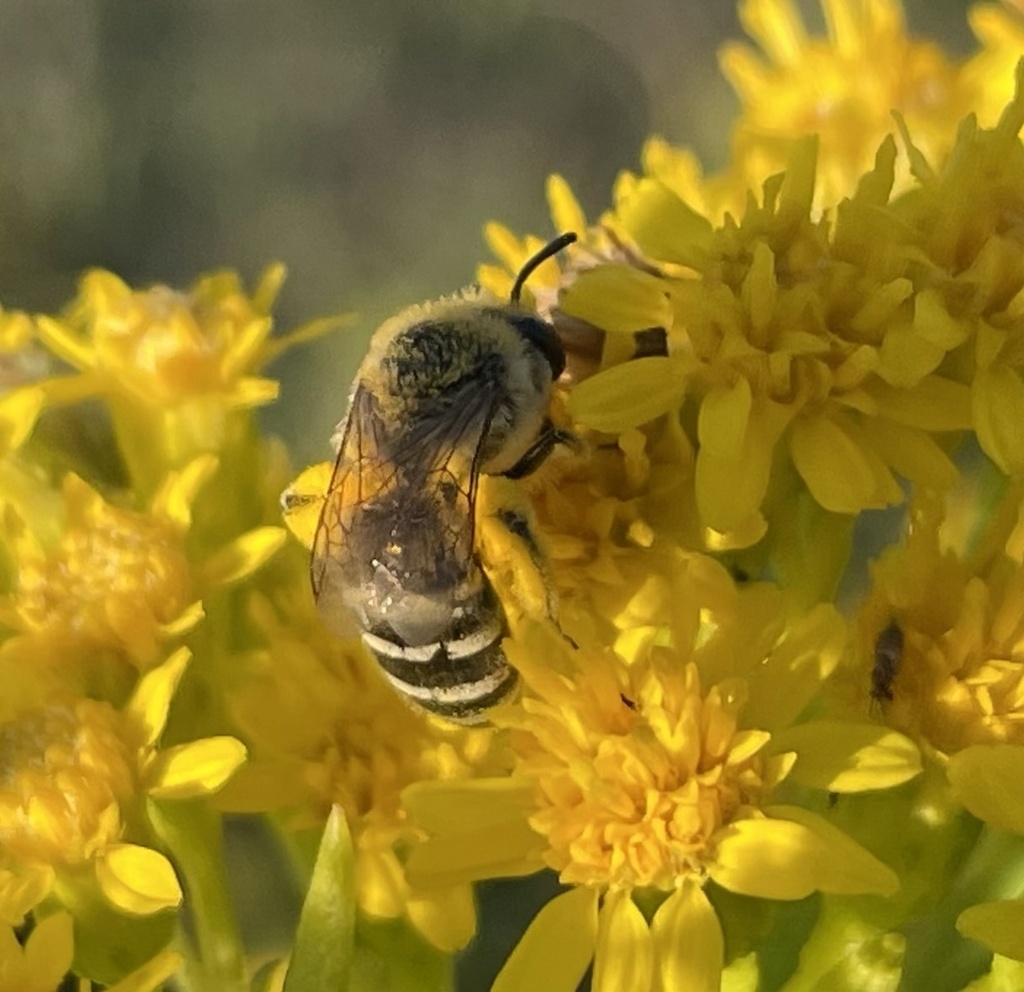 Cellophane Bees from Virginia Dare Trail N, Kitty Hawk, NC, US on October 29, 2023 at 05:00 PM ...