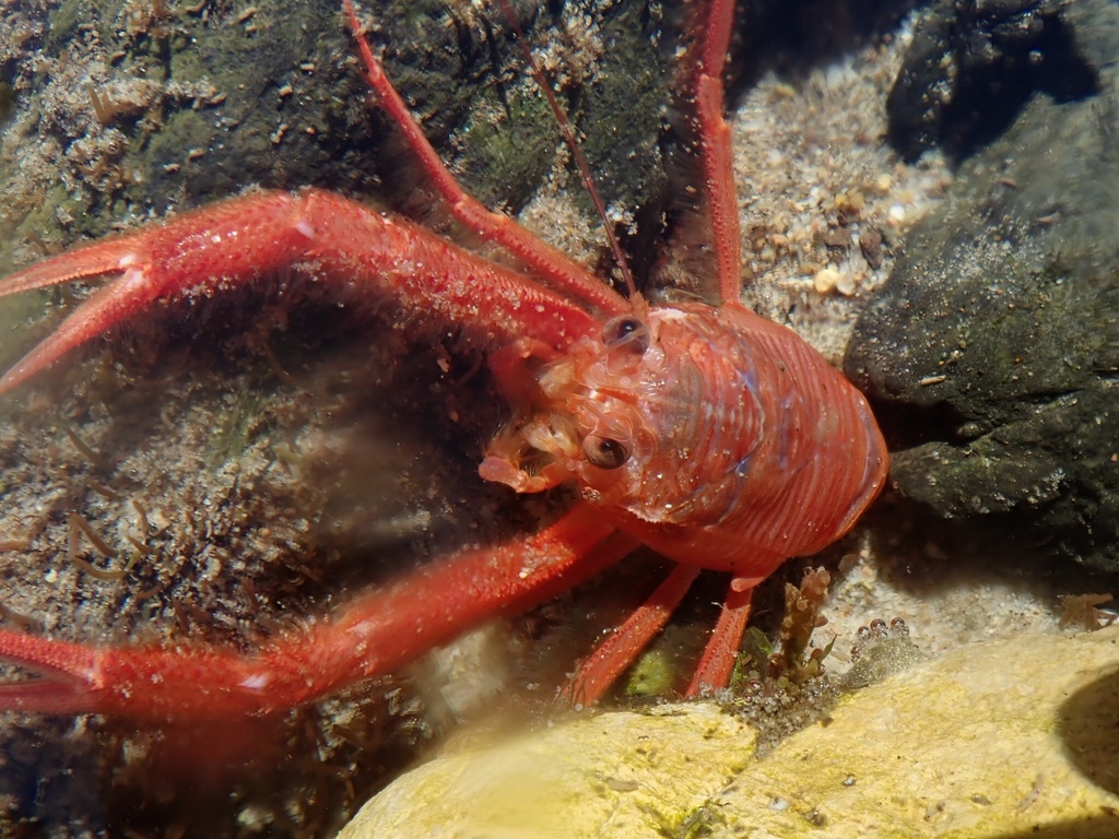 Tuna Crab (Monterey Bay Aquarium guide) · iNaturalist