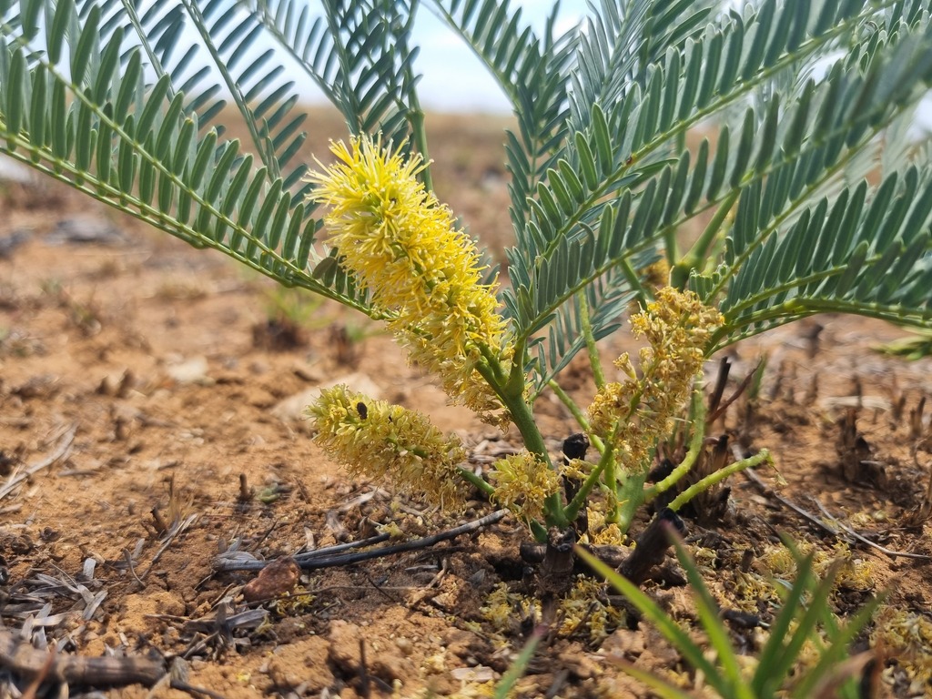 Elephantorrhiza elephantina (Magnoliopsida (Dicots) of the Mfolozi ...