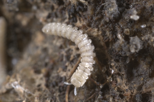 Superfamilia Haplodesmoidea · iNaturalist Ecuador