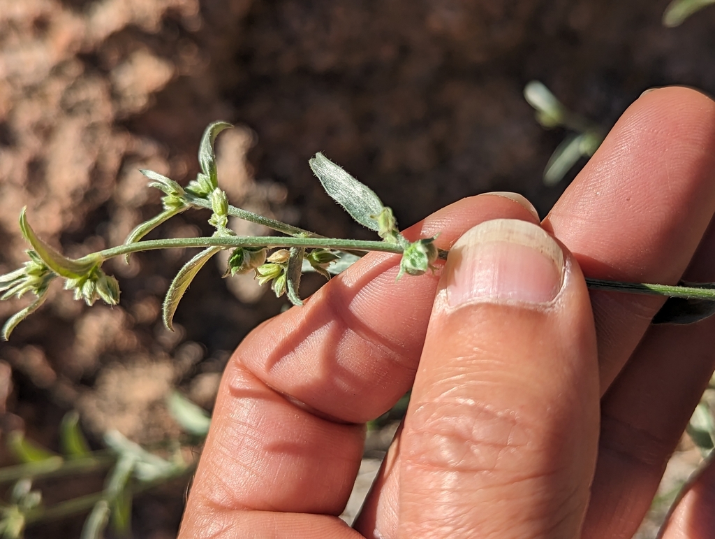 Ditaxis from Blythe, CA 92225, USA on October 29, 2023 at 12:05 PM by ...