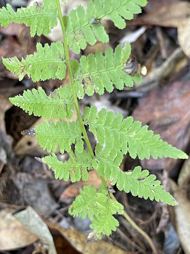 southern lady fern from Church View, VA, US on October 29, 2023 at 02: ...