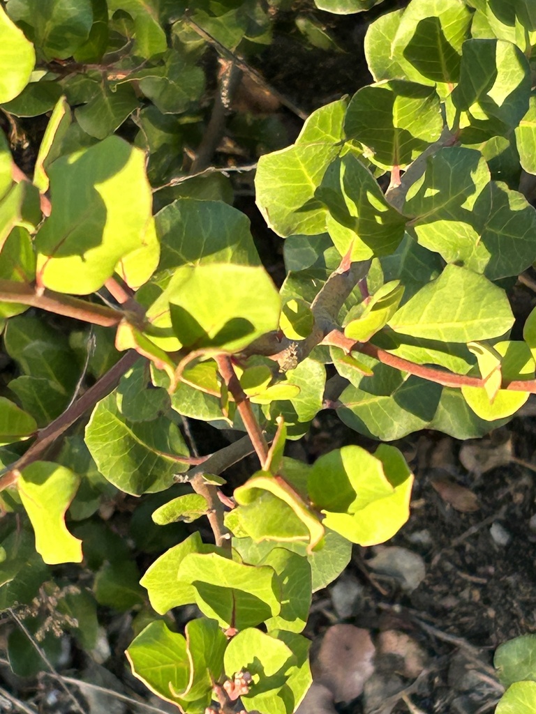 lemonade berry from North Pacific Ocean, CA, US on October 28, 2023 at ...