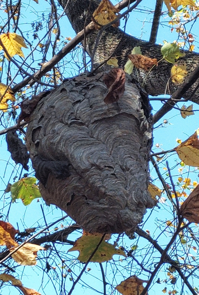 Bald-faced Hornet from Forest, VA, USA on October 29, 2023 at 01:54 PM ...