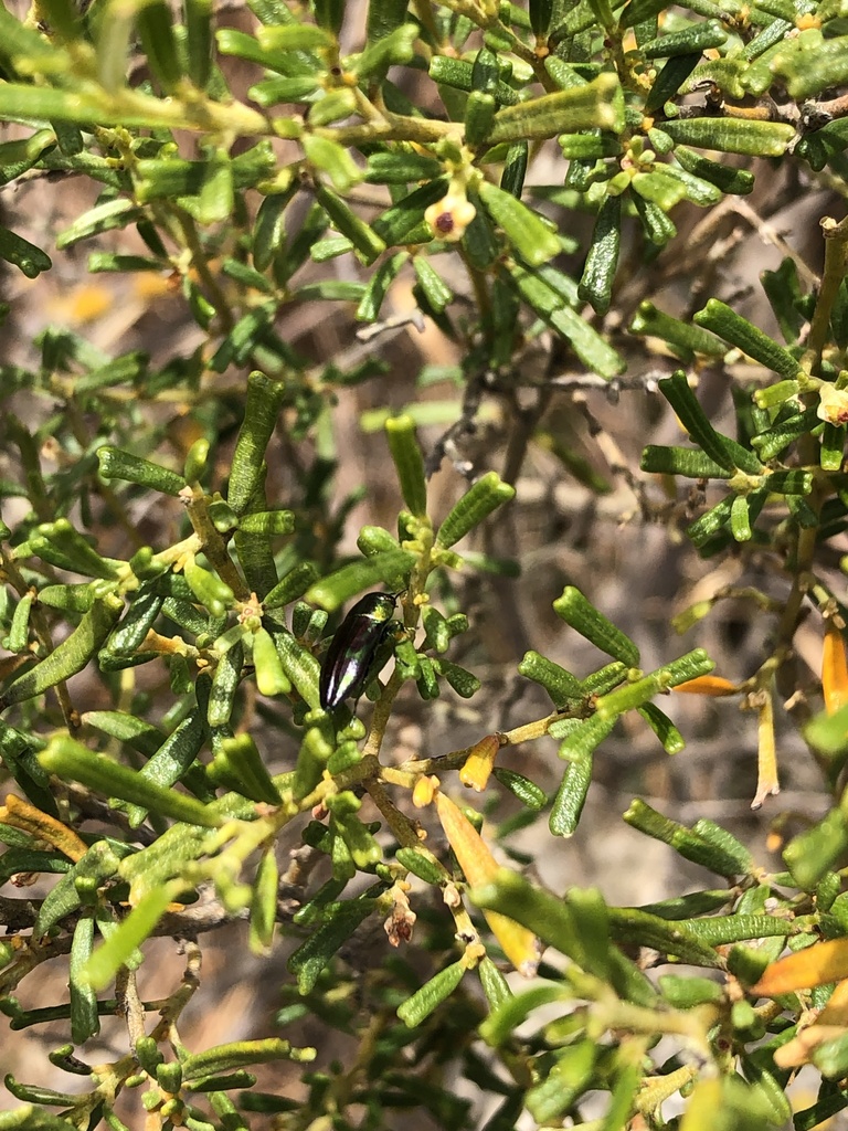 Melobasis splendida from Chaunceys Line Rd, Langhorne Creek, SA, AU on October 29, 2023 at 11:27 ...