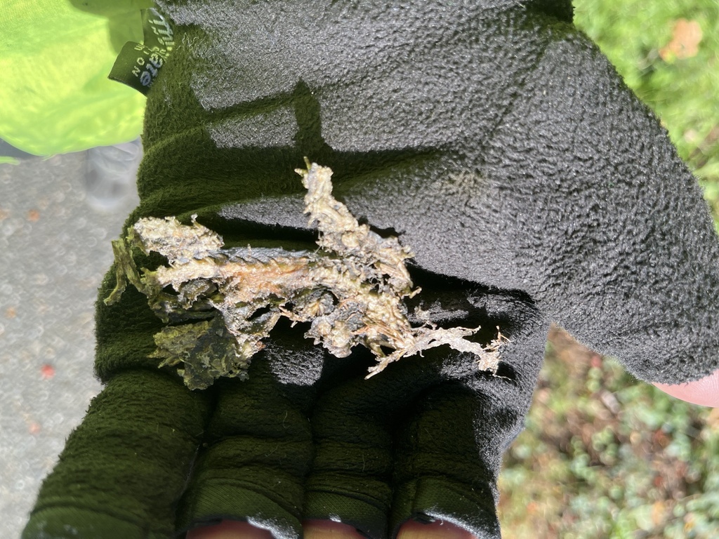 Rough-skinned Newt from King County, US-WA, US on October 29, 2023 at ...