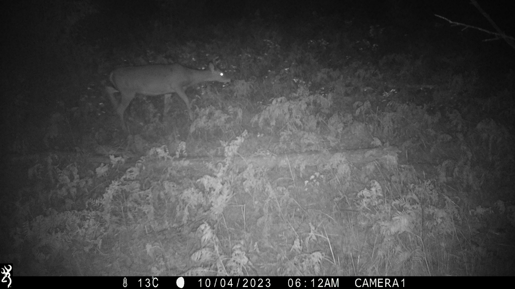 White-tailed Deer in October 2023 by Corey Husic · iNaturalist