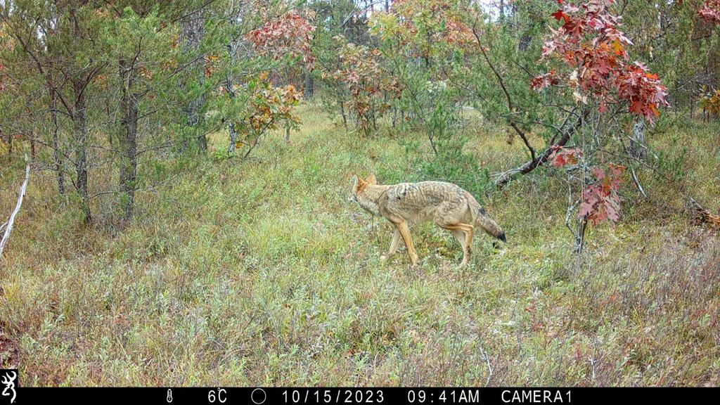 Coyote in October 2023 by Corey Husic · iNaturalist